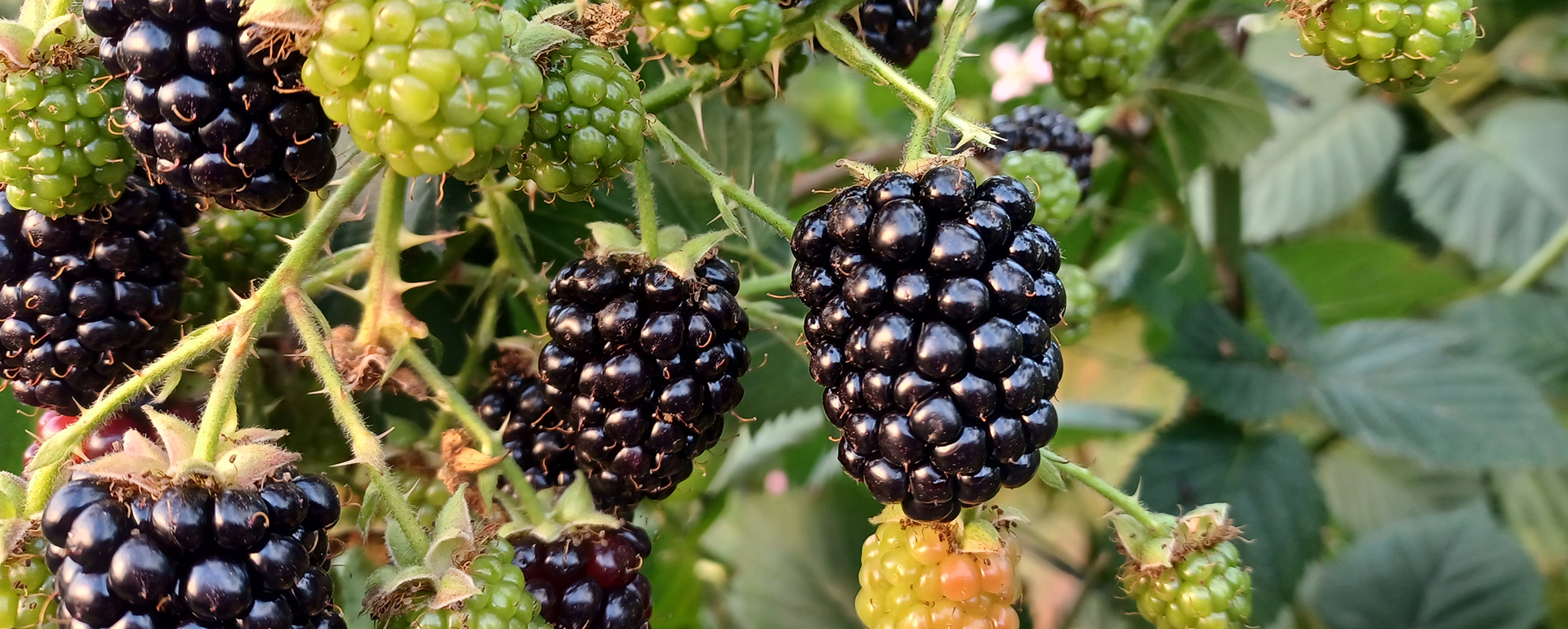 Planasa - blackberry - blacksultana