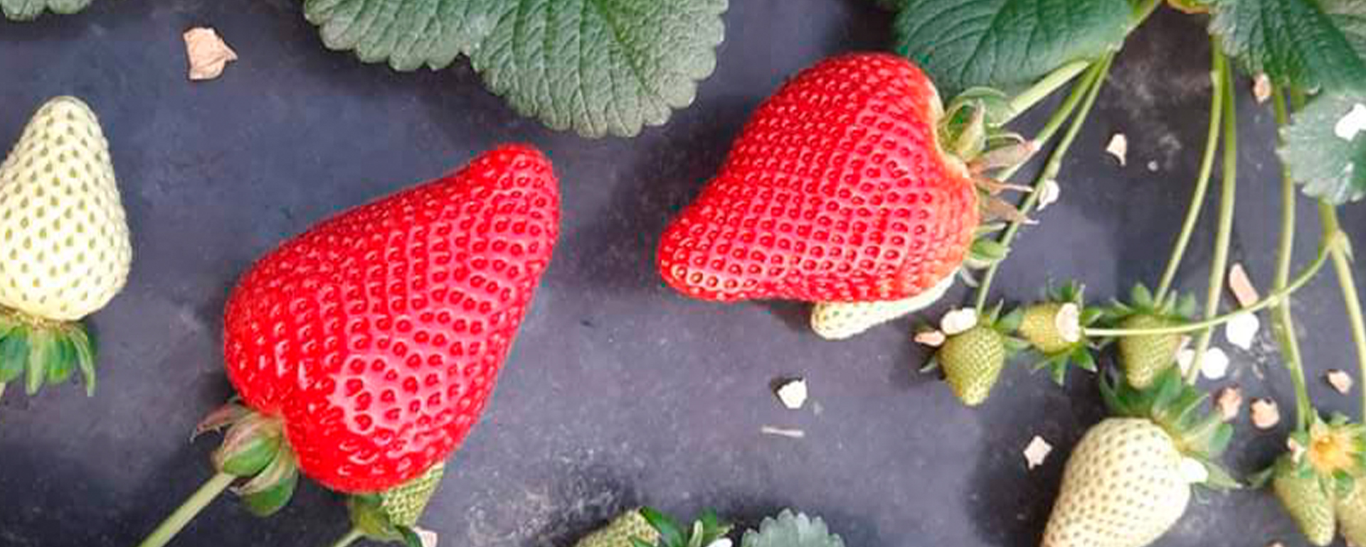 Planasa - fraise - Sabrina
