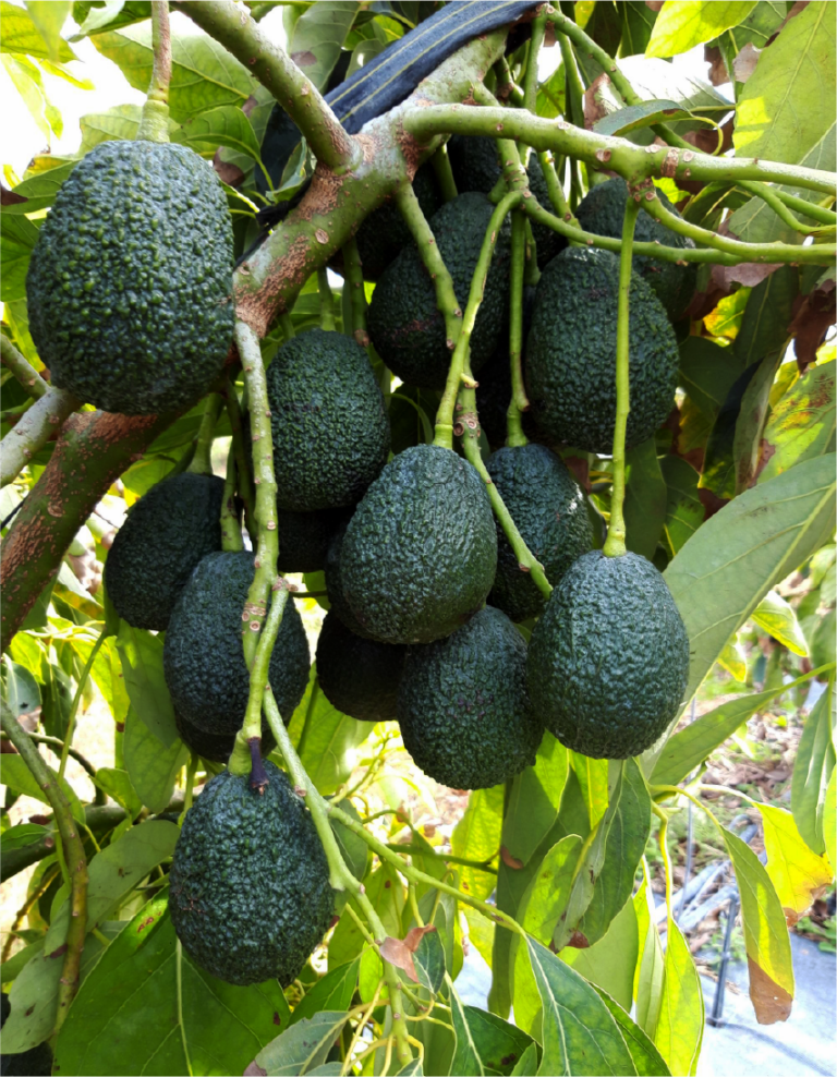 Avocado-landing - Planasa